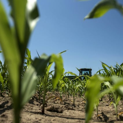 US seed corn stolen by employees of Chinese firm "worth US$500 million ...