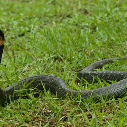 Why snakes grow two penises, but men only one: research breakthrough ...