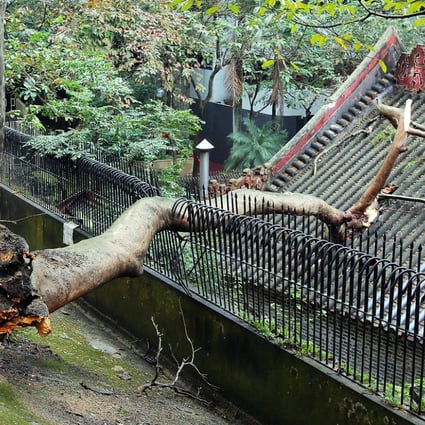 Collapsed flame tree damages roof of old Hong Kong temple | South China ...