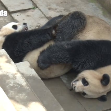 Lu Lu, China’s passionate panda, breaks lovemaking record in front of ...