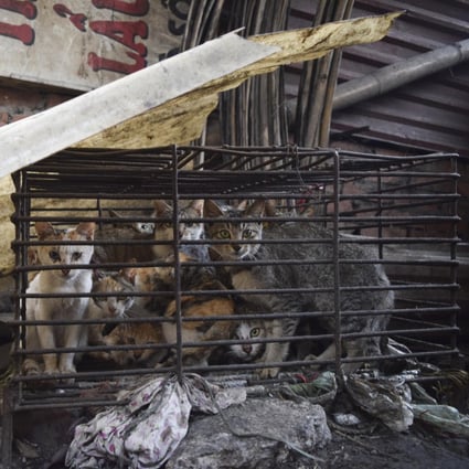 Cruel trade: the flourishing cat-meat restaurants of north Vietnam ...