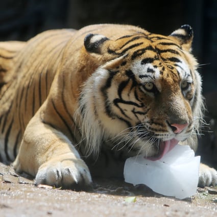 Rare fossil offers insight into hunting habits of 200 million year old ...