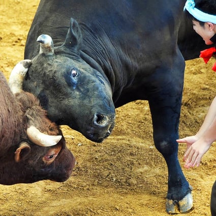 Bullfighting in Japan: bloodless fights where the winner and loser both ...