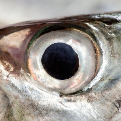 It's a myth, you won't see better by eating fish eyes | South China ...
