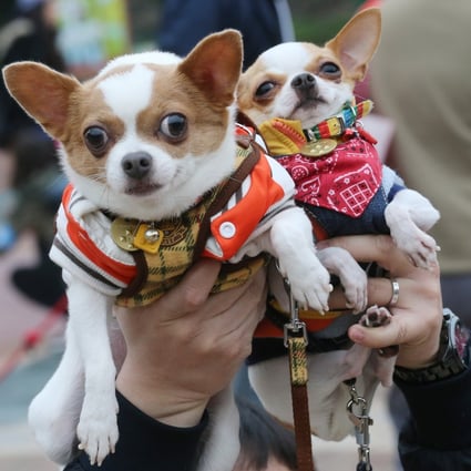 Hong Kong’s pooch-pampering ways keep a lid on ‘devil dog’ menace ...