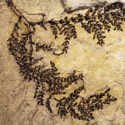 Blooming ancient: Beautiful fossilised plant had the first known ...