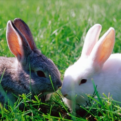 Top tips for keeping pet rabbits in Hong Kong | South China Morning Post