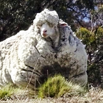 After life on the lam, runaway Australian sheep is shorn of massive ...