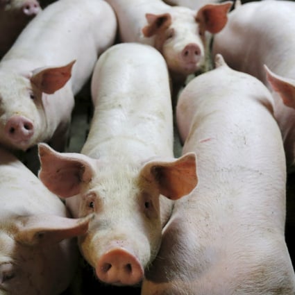 In the name of science? Live pigs strapped to a table and shot in the ...