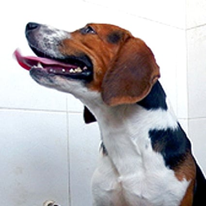 'Super puppies' created in DNA manipulation: Chinese mainland ...