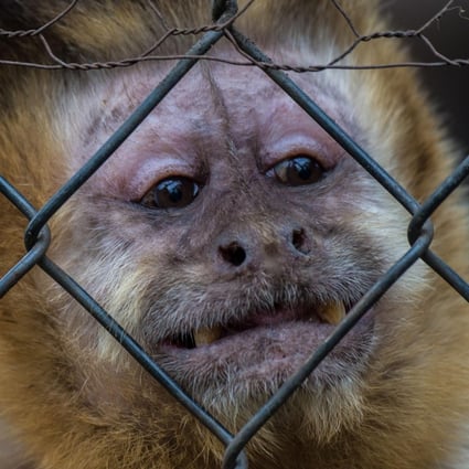 Nicolas the alcoholic monkey is a symbol for animal abuse in Chile ...