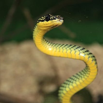 A Spotter’s Guide to Hong Kong’s Five Most Common Snakes | South China ...