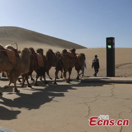 Camels get traffic light to help tourists who are hoofing it through ...