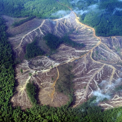 As Indonesia wavers on deforestation pledge, young climate activists ...