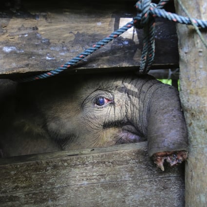 Indonesian baby elephant dies after losing half its trunk due to ...