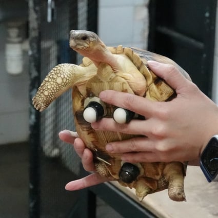 Hong Kong’s role in the illegal wildlife trade driven by China ...