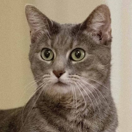 US President Joe Biden welcomes Willow the cat to the White House ...