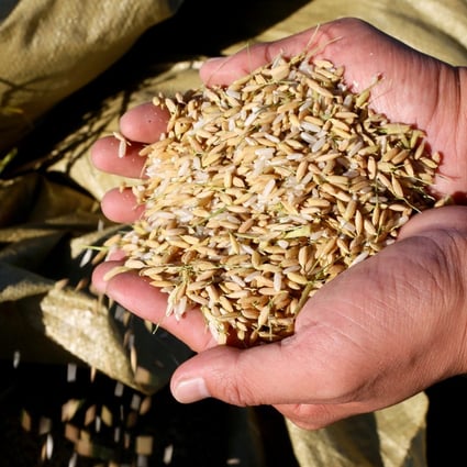 China plans to feed 80 million people with ‘seawater rice’ | South ...