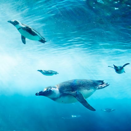 Chinese scientists say penguins stopped flying and became great ...