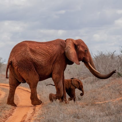 Jaguars in Brazil, elephants in Kenya – BBC Earth’s Changing Planet ...
