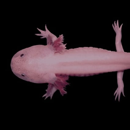 Chinese scientists find axolotl’s ability to regenerate after injury ...
