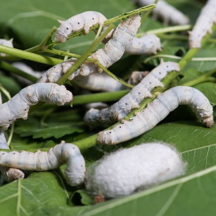 Chinese scientists say their silkworms beat spider fibre for strength ...