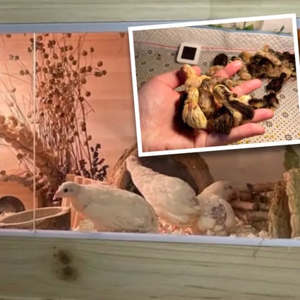 ‘Mini chicken’: quail and partridge hybrid latest pet craze in China ...