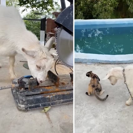 ‘Naughty but adorable’ pet goat in China that eats everything - screws ...