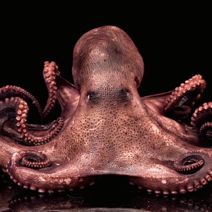 Octopus word origin, the correct plural form, and the Chinese idiom ...
