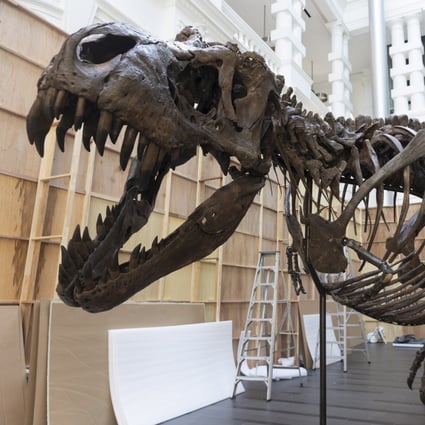 T-rex skeleton in Singapore is a first for Asia but experts have got a ...