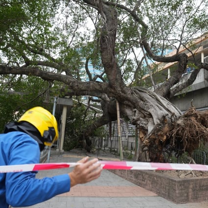 14-metre-tall Chinese banyan tree in Hong Kong collapses near sitting ...