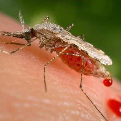 Malaria mosquito from Asia spreading in Africa, researchers warn ...