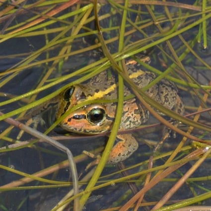 How Tibet’s High Himalaya frogs could help spawn better defences ...