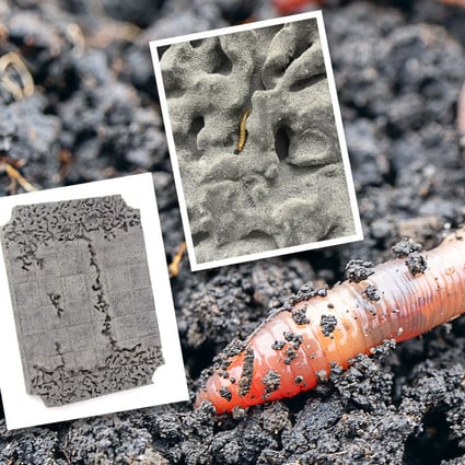 Superworms with planet-saving, plastic munching power to threaten much ...