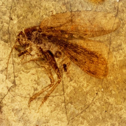 Insect fossils lead scientists to the singing katydid and sounds of the ...