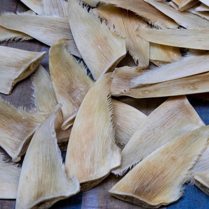 US poised to ban lucrative shark fin trade | South China Morning Post