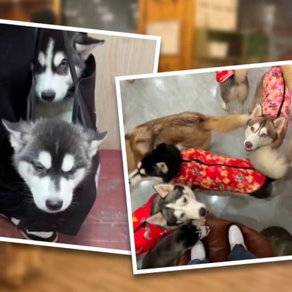 ‘Doggy demolition crew’: Chinese woman takes 17 cuddly yet boisterous Huskies home for Lunar New ...