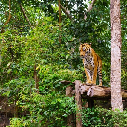 Sumatran tiger captured in Indonesia following human attacks | South ...