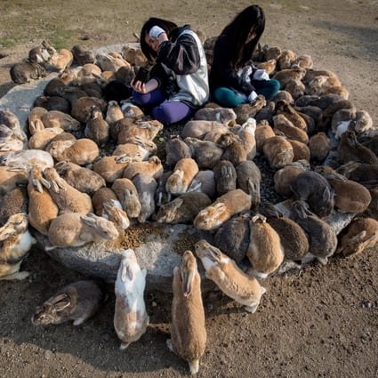 Japan’s ‘Rabbit Island’ bunnies attacked by ‘jungle crows’ as tourism ...