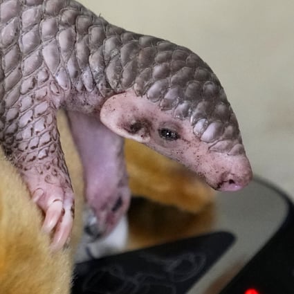 First Chinese pangolin baby ‘Little Cone’ in Europe born in Prague zoo ...