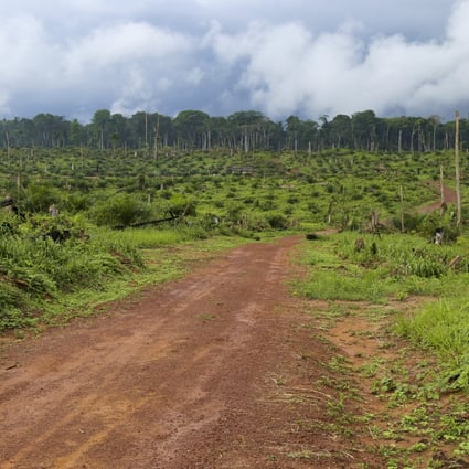 Together, Xi and Macron can save the Congo Basin from deforestation ...