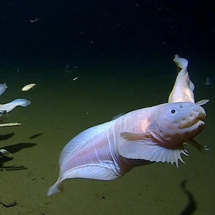 Scientists spot deepest fish ever more than 8km below waves near Japan ...