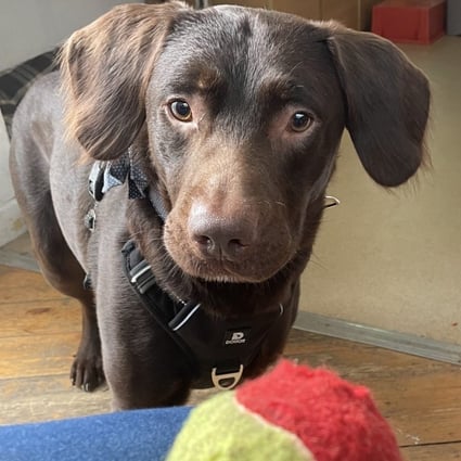 Rescue dog treated in rare case of alcohol addiction and withdrawal ...