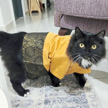 Malaysian cat owner decks up pets in Eid costumes as rising fashion ...