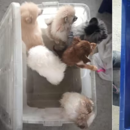 Singapore jails man for smuggling puppies, kittens from Malaysia after ...