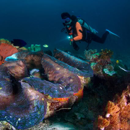 Giant clams under threat as poachers target Philippine, Indonesian ...