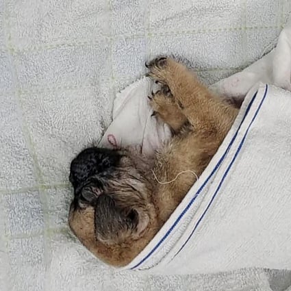Sick pug puppy dies after being found stuffed in plastic bags on Hong ...
