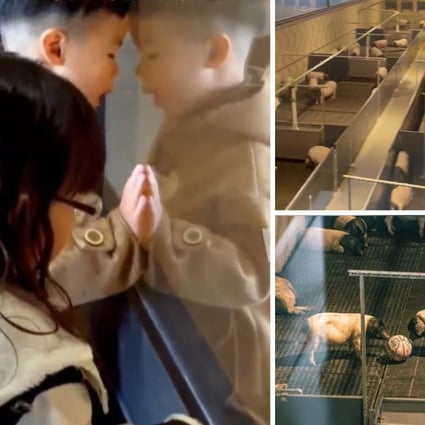 ‘Luxury pig-view hotel room’: China suite offers US$1,230 a night stay ...