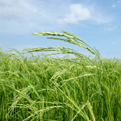 Chinese scientists crack sterility code in hybrid rice, raising hopes for healthier, high-yield ...