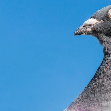 Meet Armando, the US$1.4 million racing pigeon that had two Chinese ...